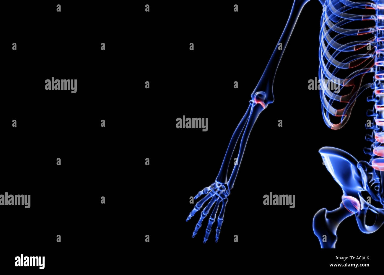 Bones of upper limb hi-res stock photography and images - Alamy