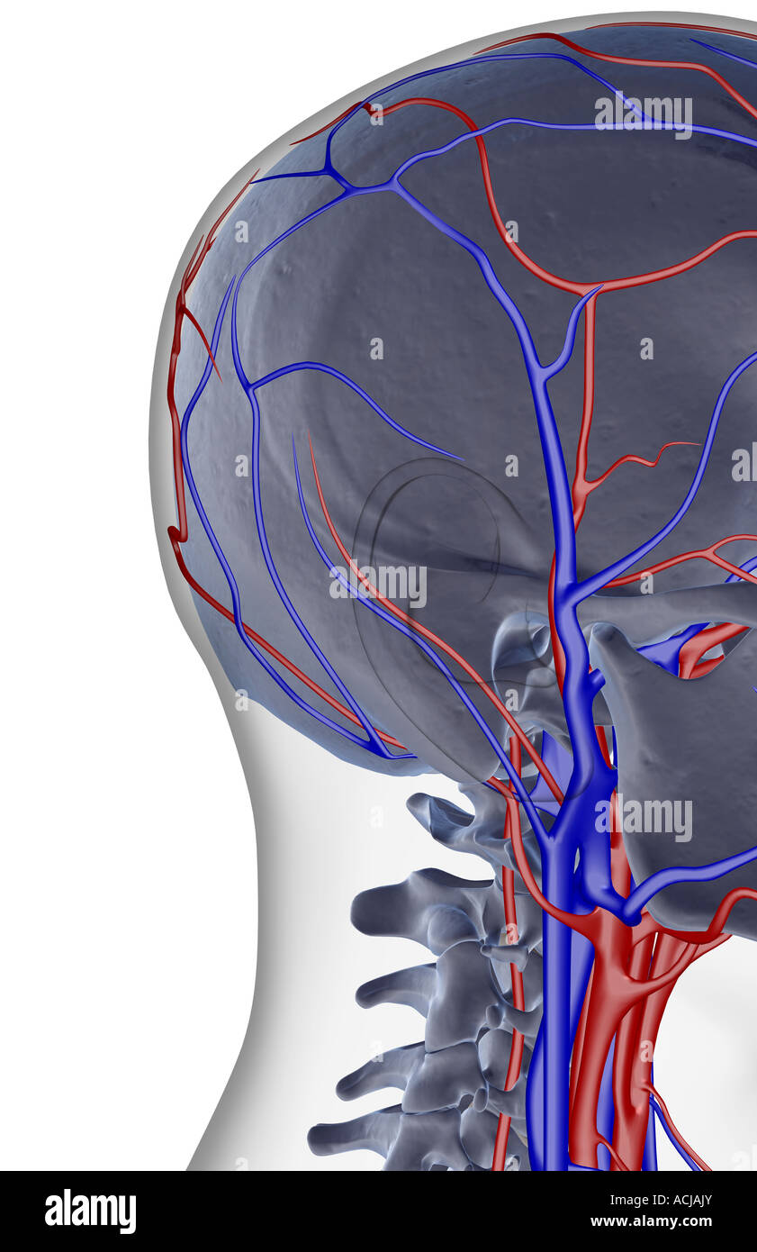 Neck Blood Vessels High Resolution Stock Photography and Images - Alamy
