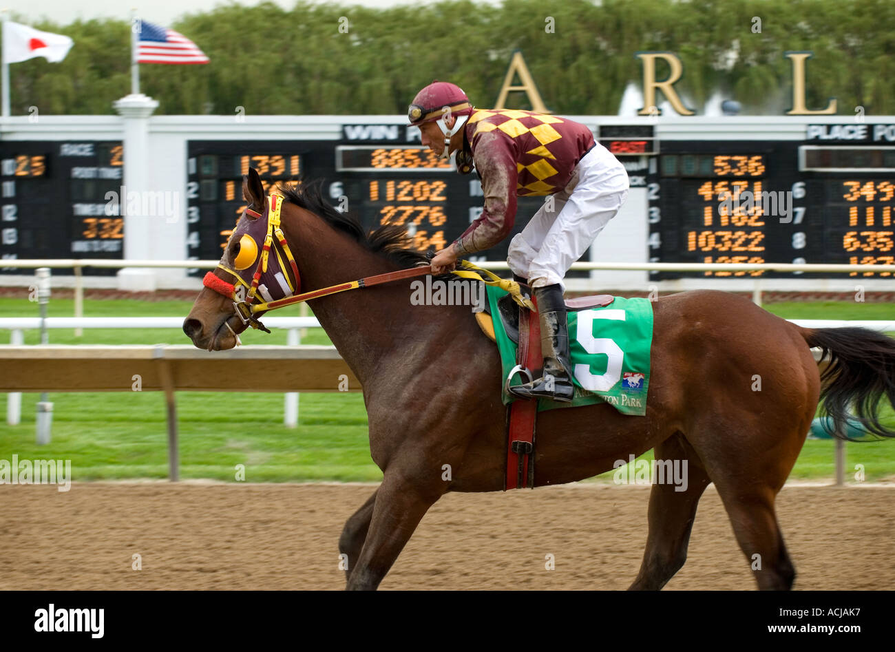 Horses standing in line hi-res stock photography and images - Alamy