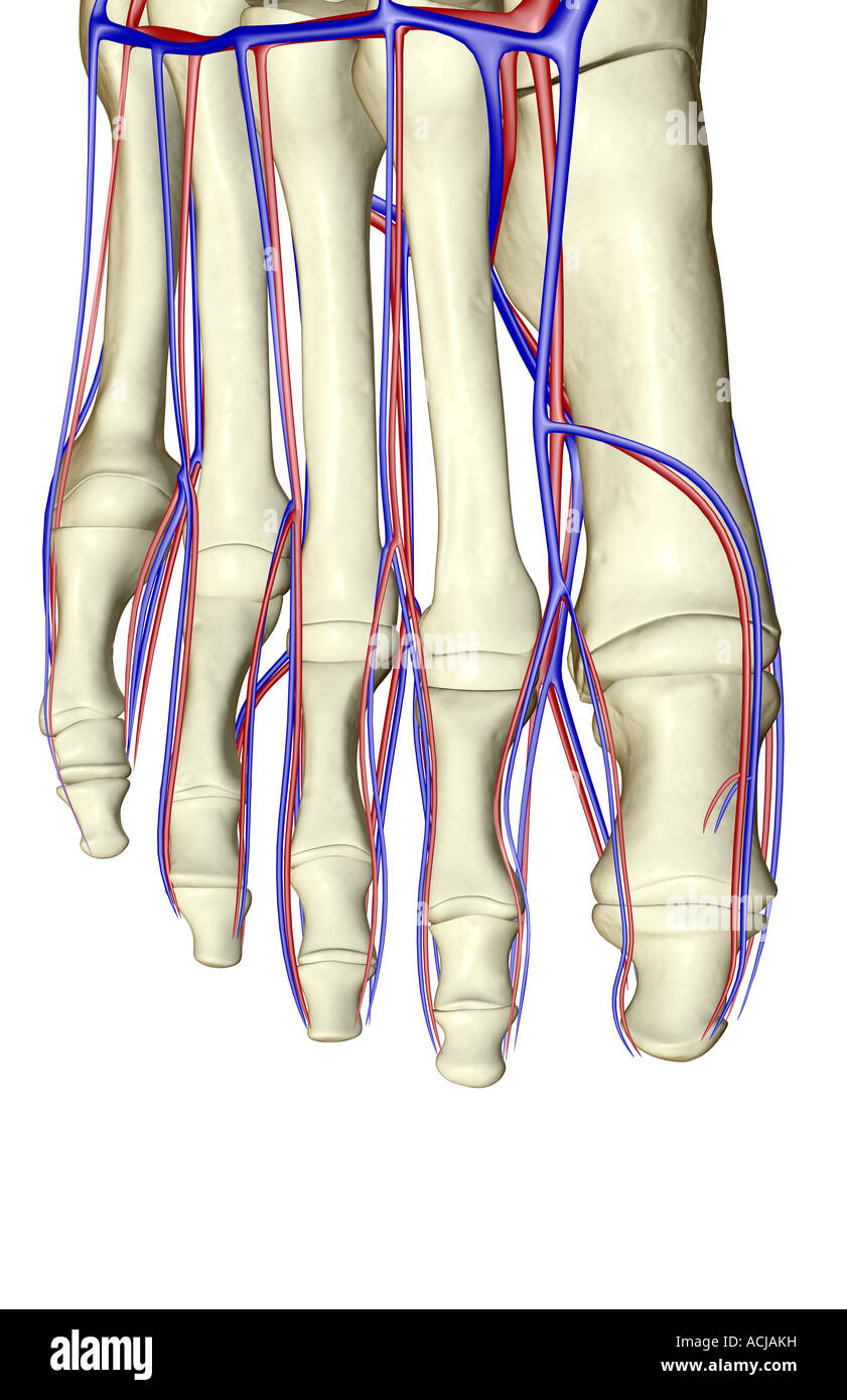 The blood supply of the foot Stock Photo - Alamy