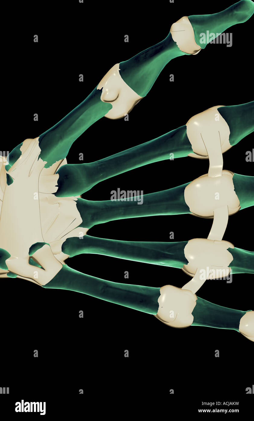 Human hand ligaments hi-res stock photography and images - Alamy