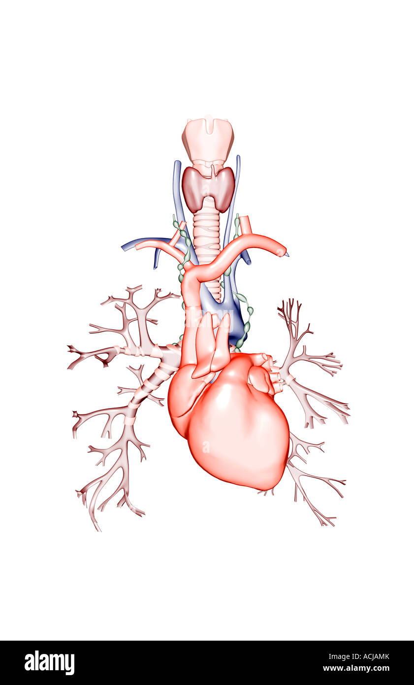 Thymus gland anatomy Cut Out Stock Images & Pictures - Alamy