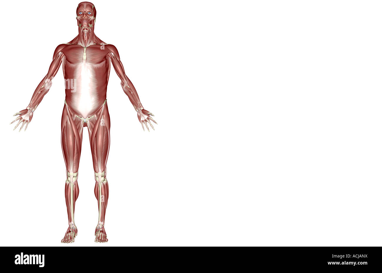 The muscular system Stock Photo - Alamy