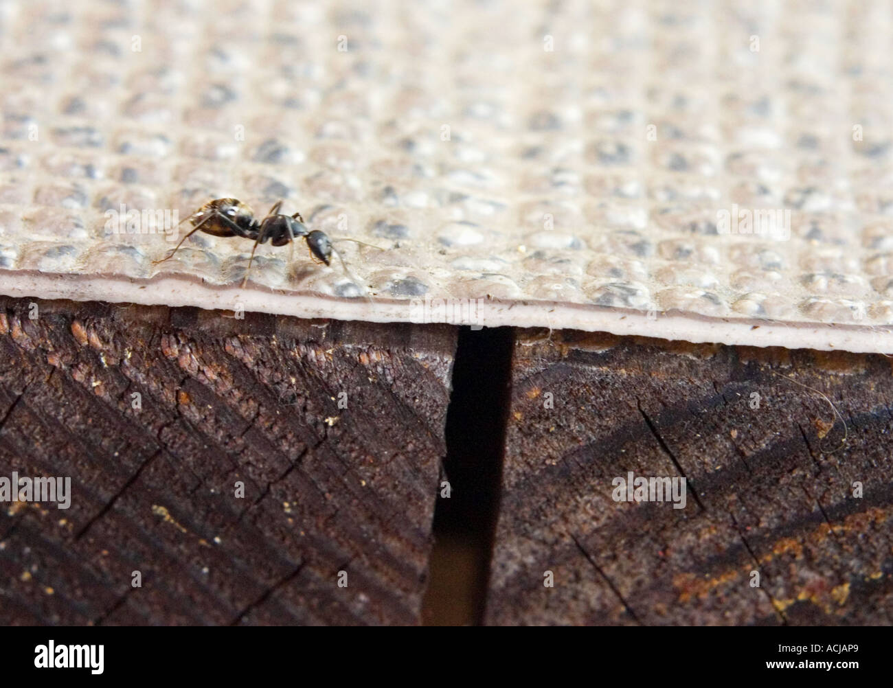 Ant is a very small insect hi-res stock photography and images - Alamy