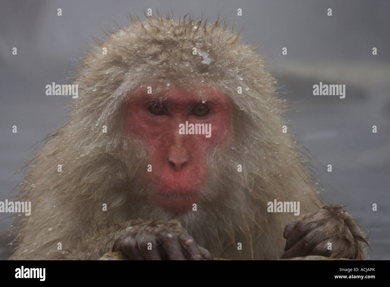 Snow Monkey Facing Camera Portrait Stock Photo - Alamy