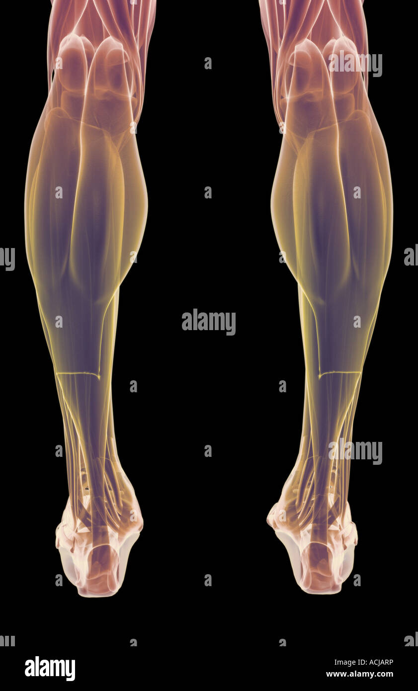 The muscles of the legs Stock Photo - Alamy