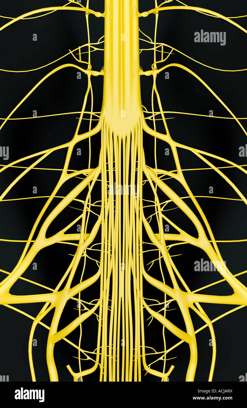 Cauda equina hi-res stock photography and images - Alamy