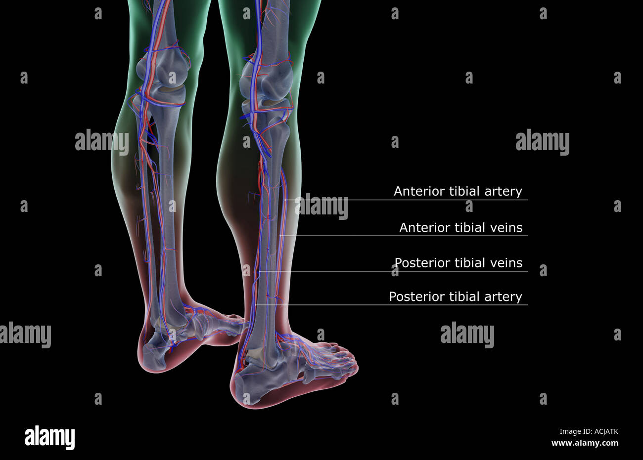 The blood supply of the leg Stock Photo - Alamy