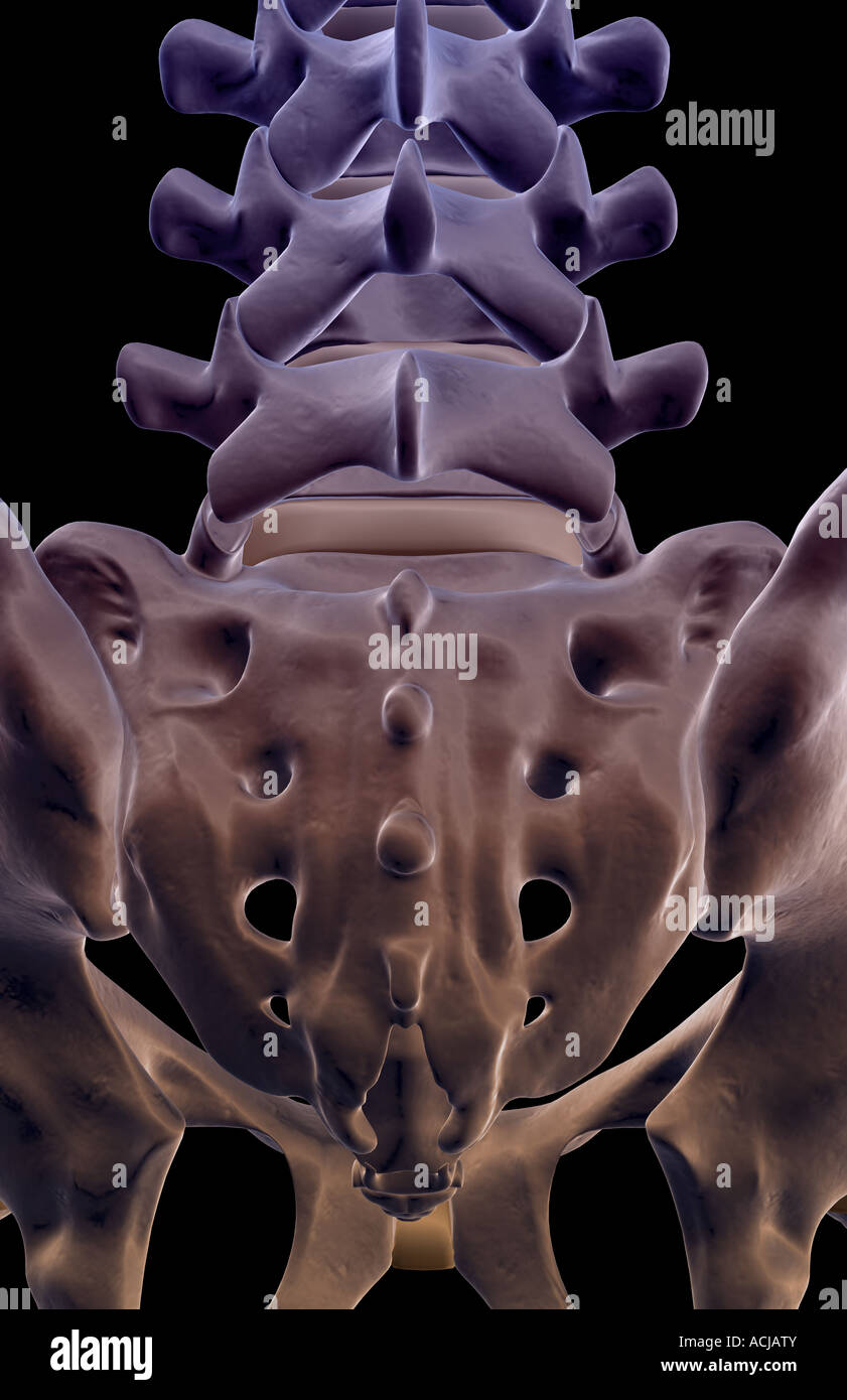 Pelvic Sacral Foramina