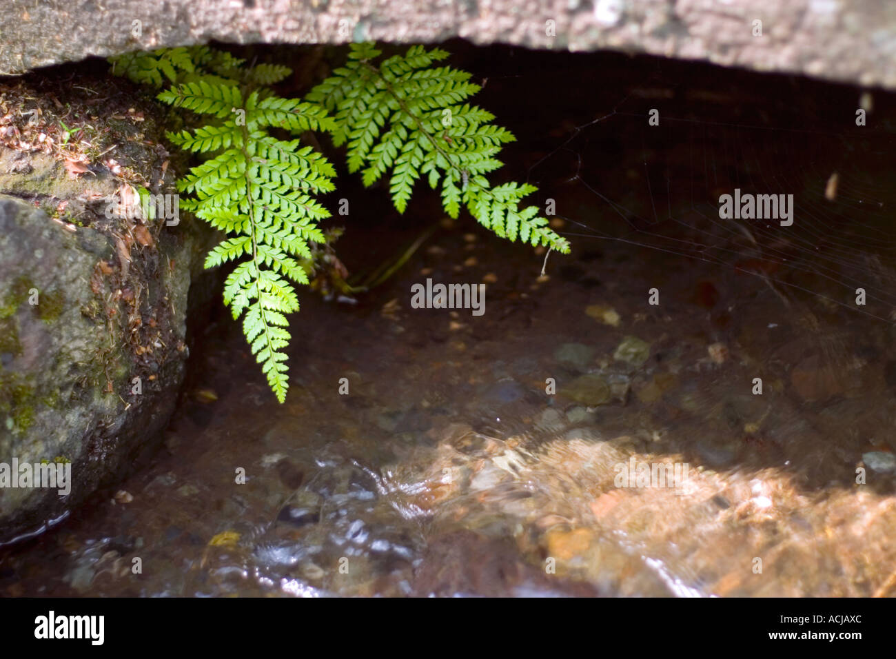 Two ferns hi-res stock photography and images - Alamy