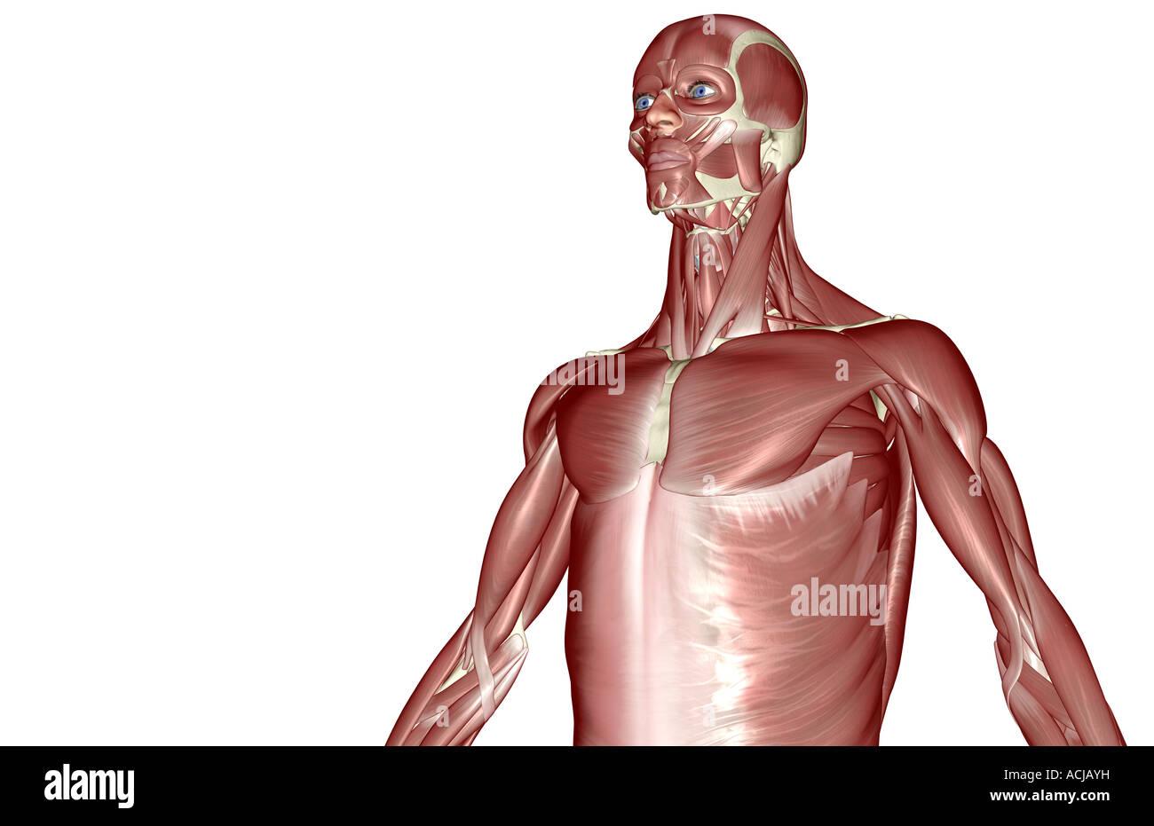 The muscles of the upper body Stock Photo - Alamy