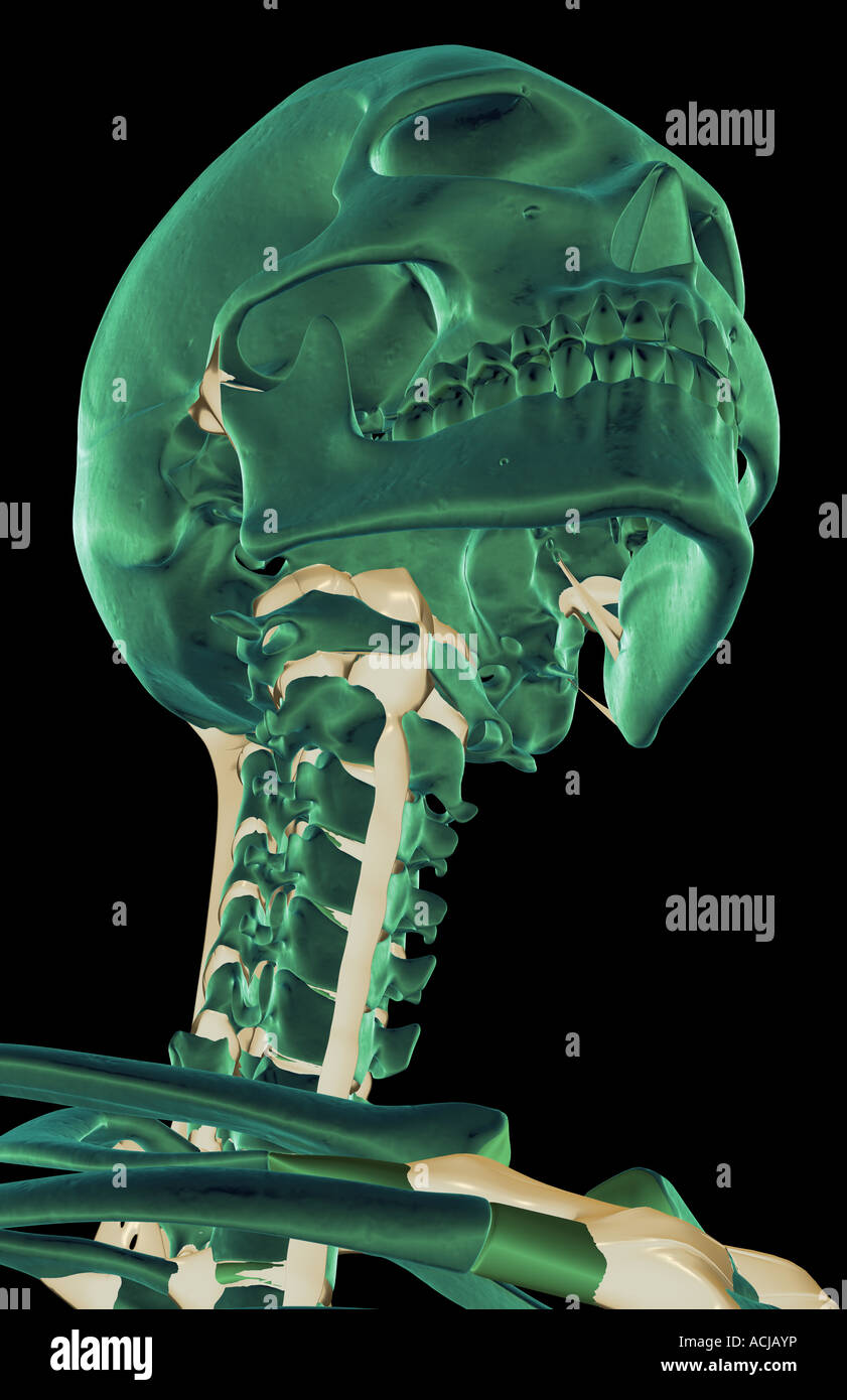 The ligaments of the head and neck Stock Photo - Alamy