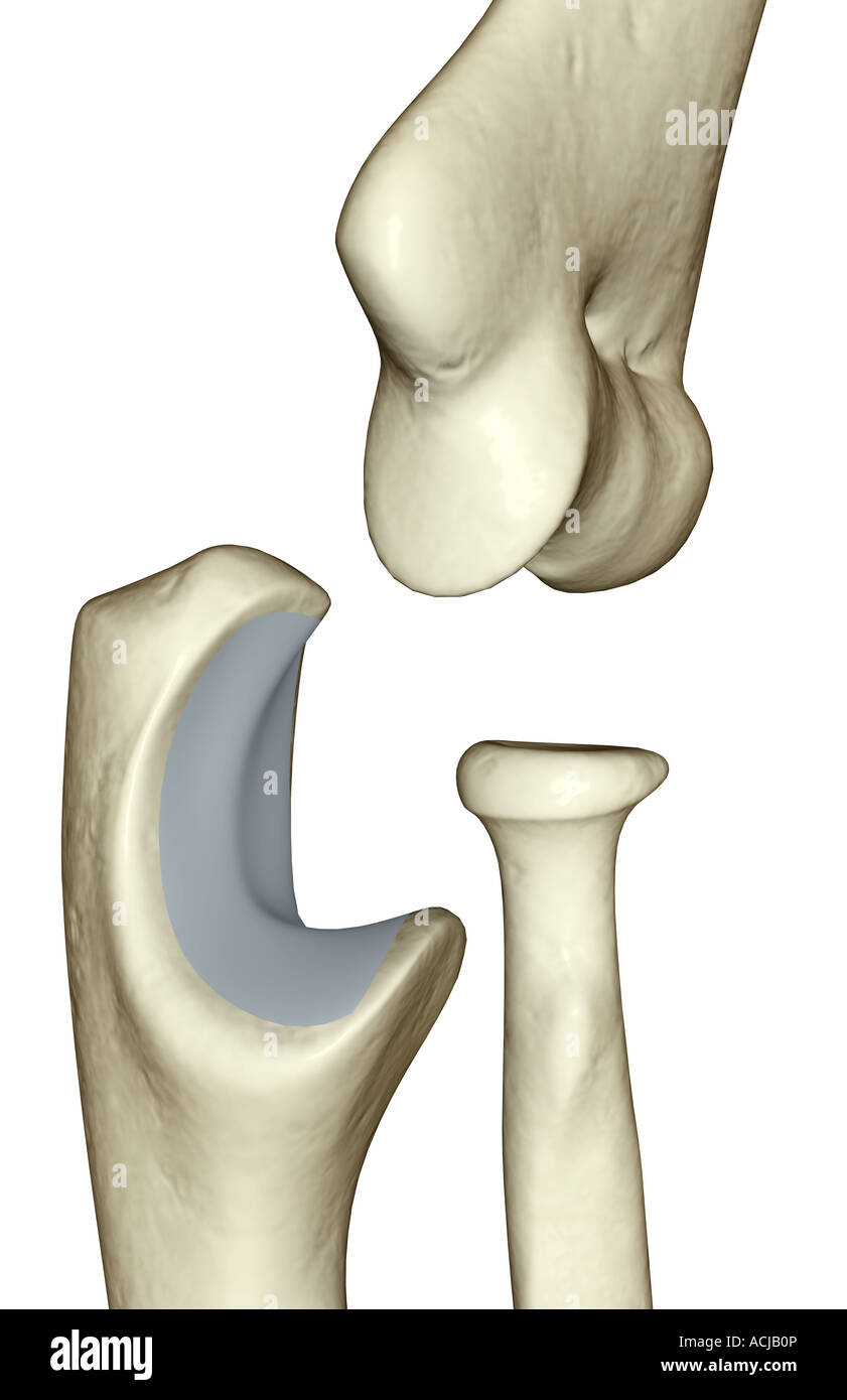 Medial epicondyle hi-res stock photography and images - Alamy