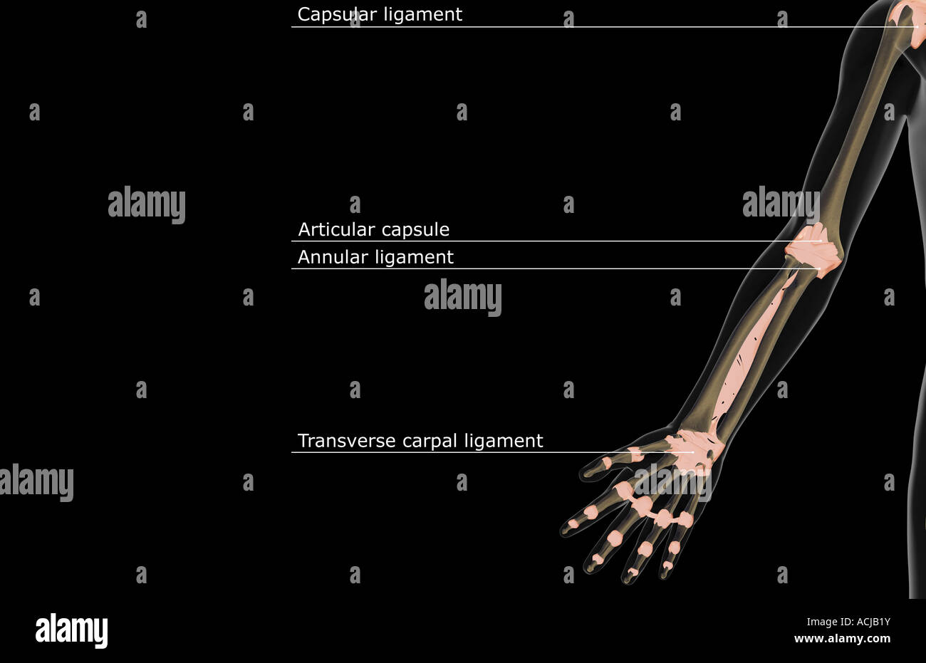 Annular ligament hi-res stock photography and images - Alamy