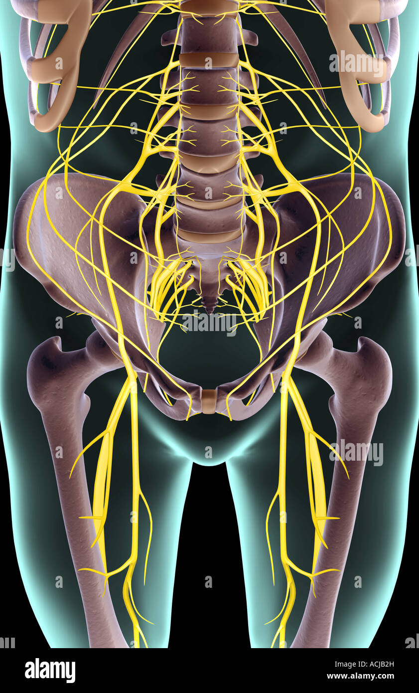 Ilioinguinal nerve hi-res stock photography and images - Alamy