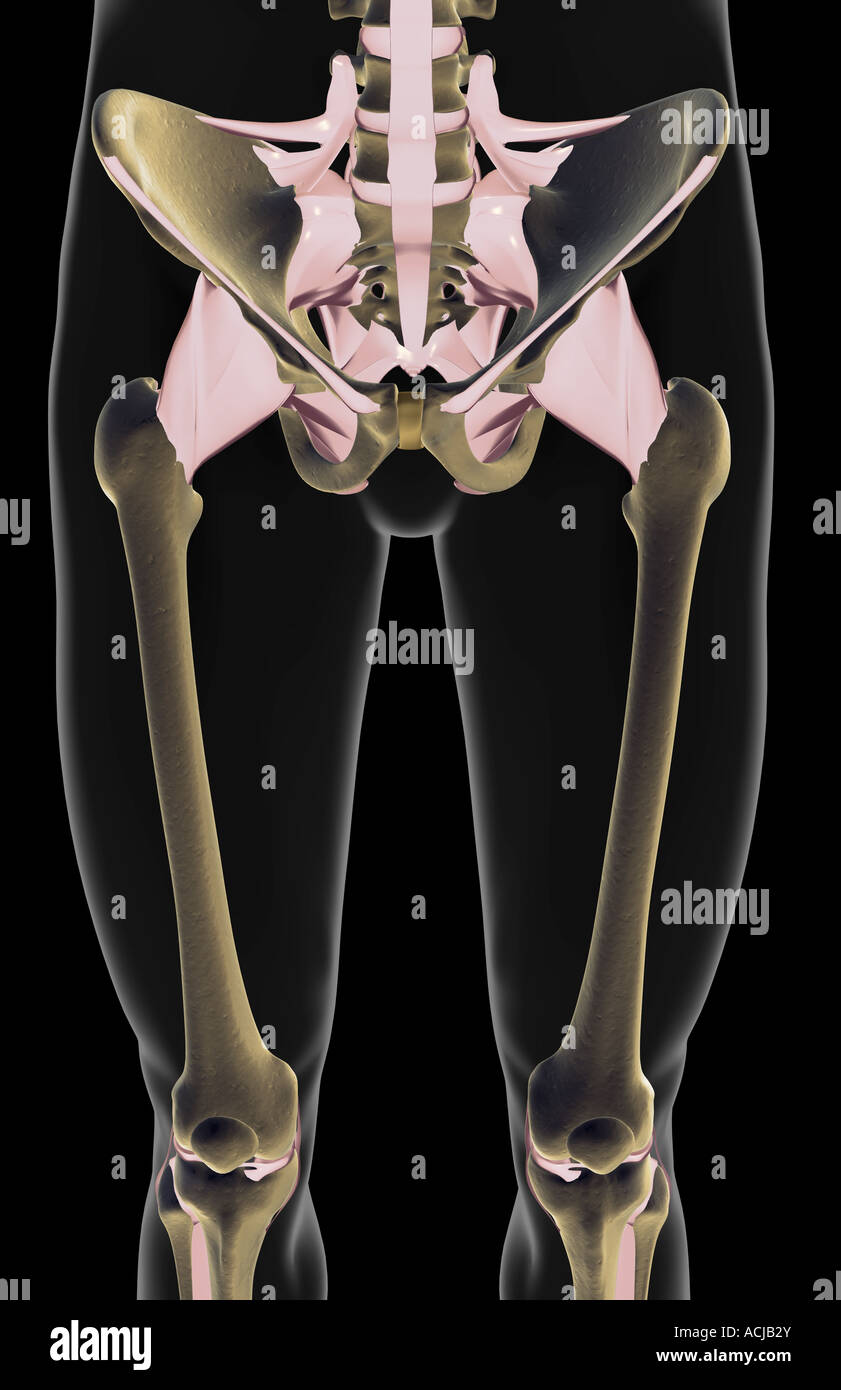 The ligaments of the lower limb Stock Photo - Alamy