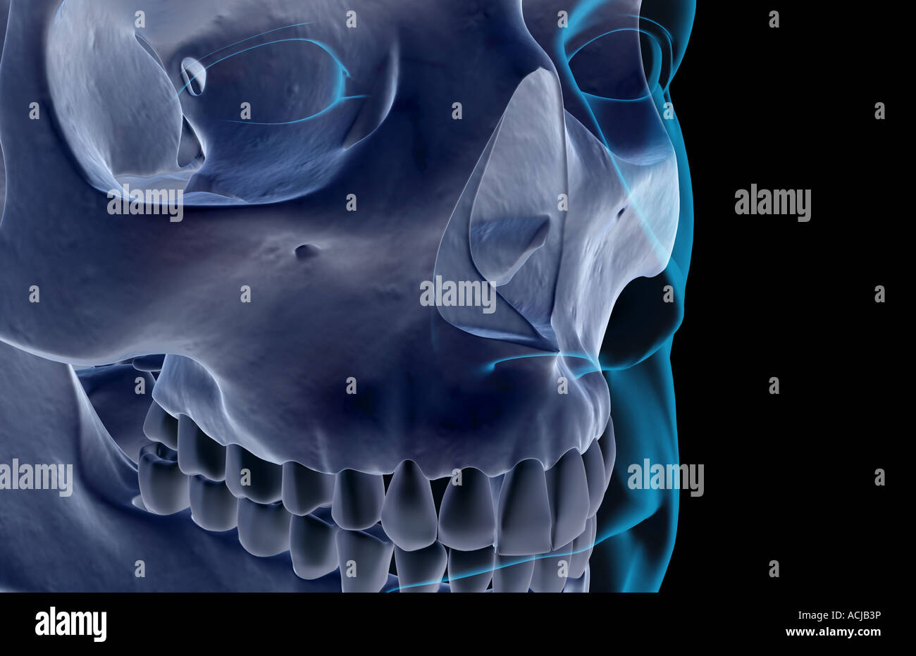 The bones of the face Stock Photo - Alamy