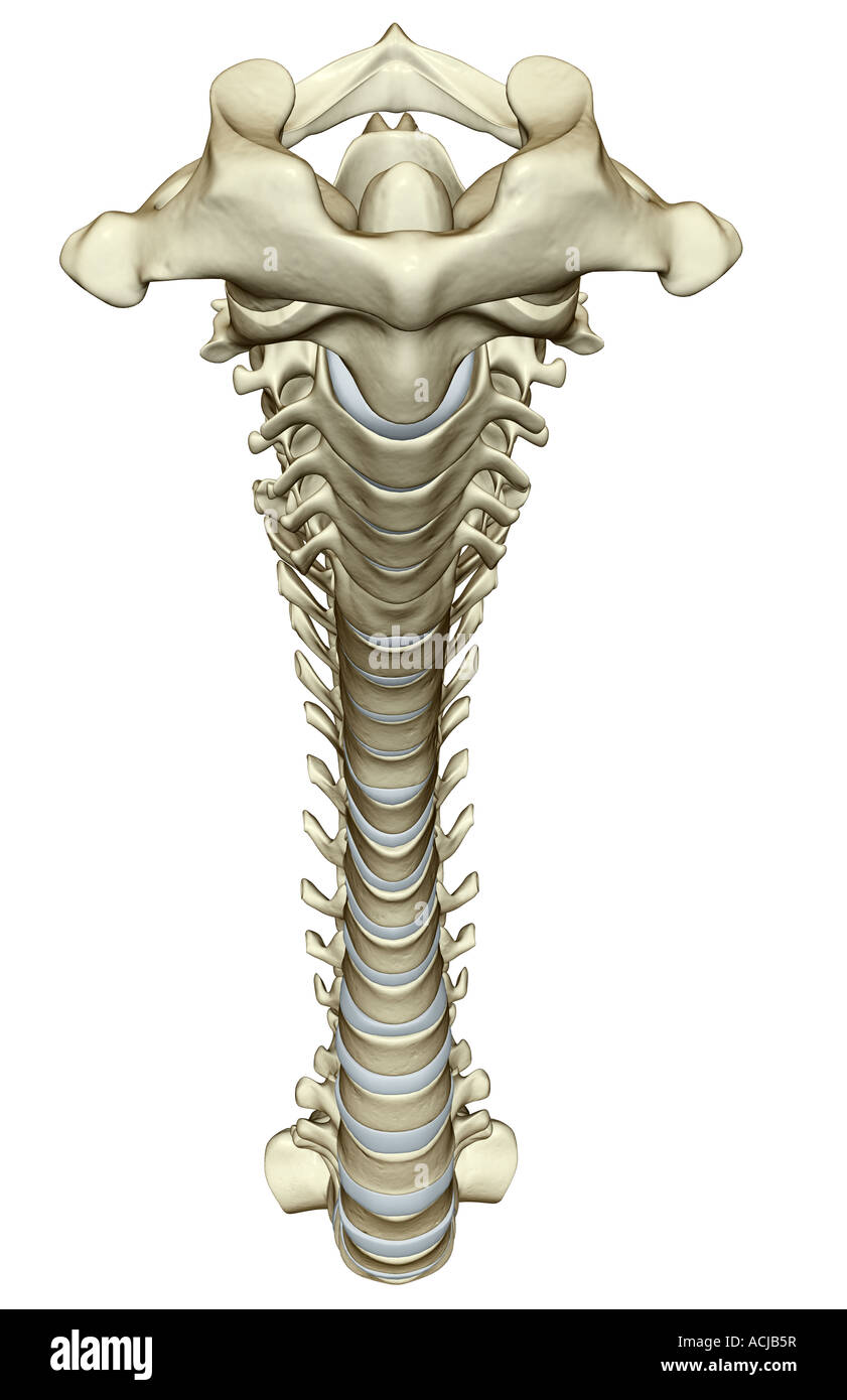 The vertebral column Stock Photo - Alamy