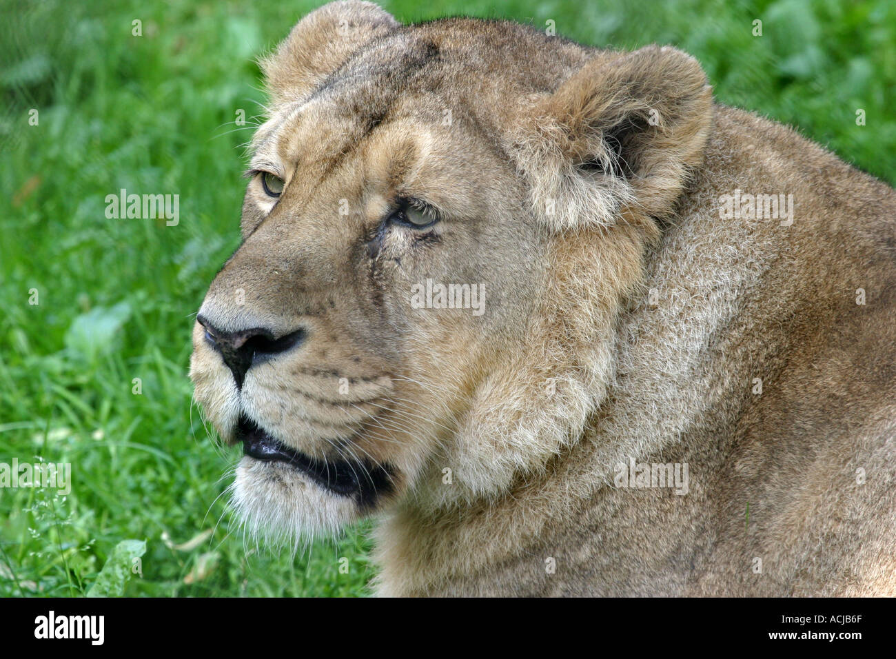 Portrait of a female asiatic lion at Chester Zoo Stock Photo - Alamy