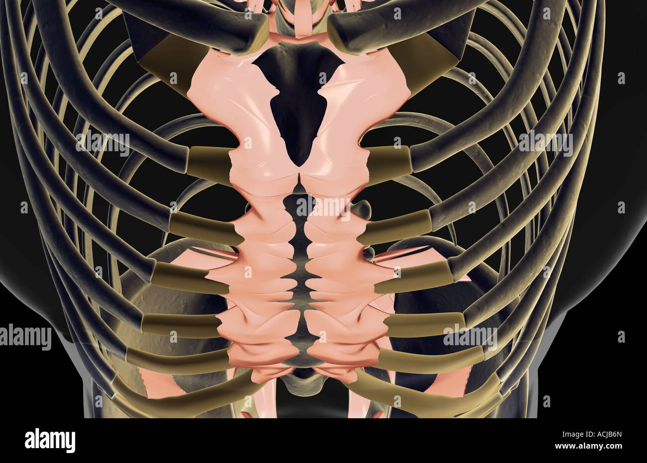The ligaments of the chest Stock Photo - Alamy