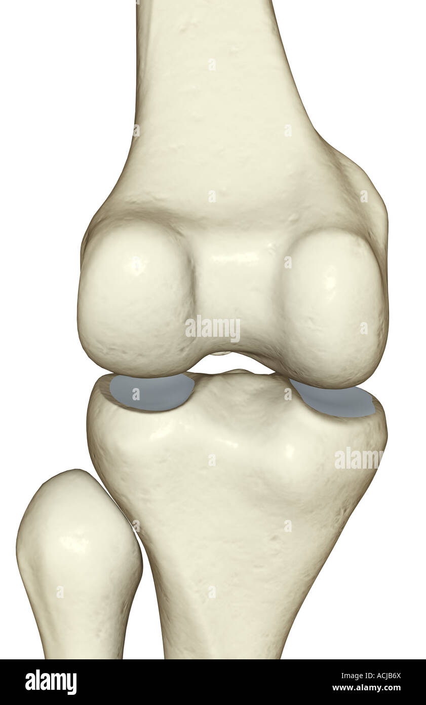 The bones of the knee Stock Photo - Alamy