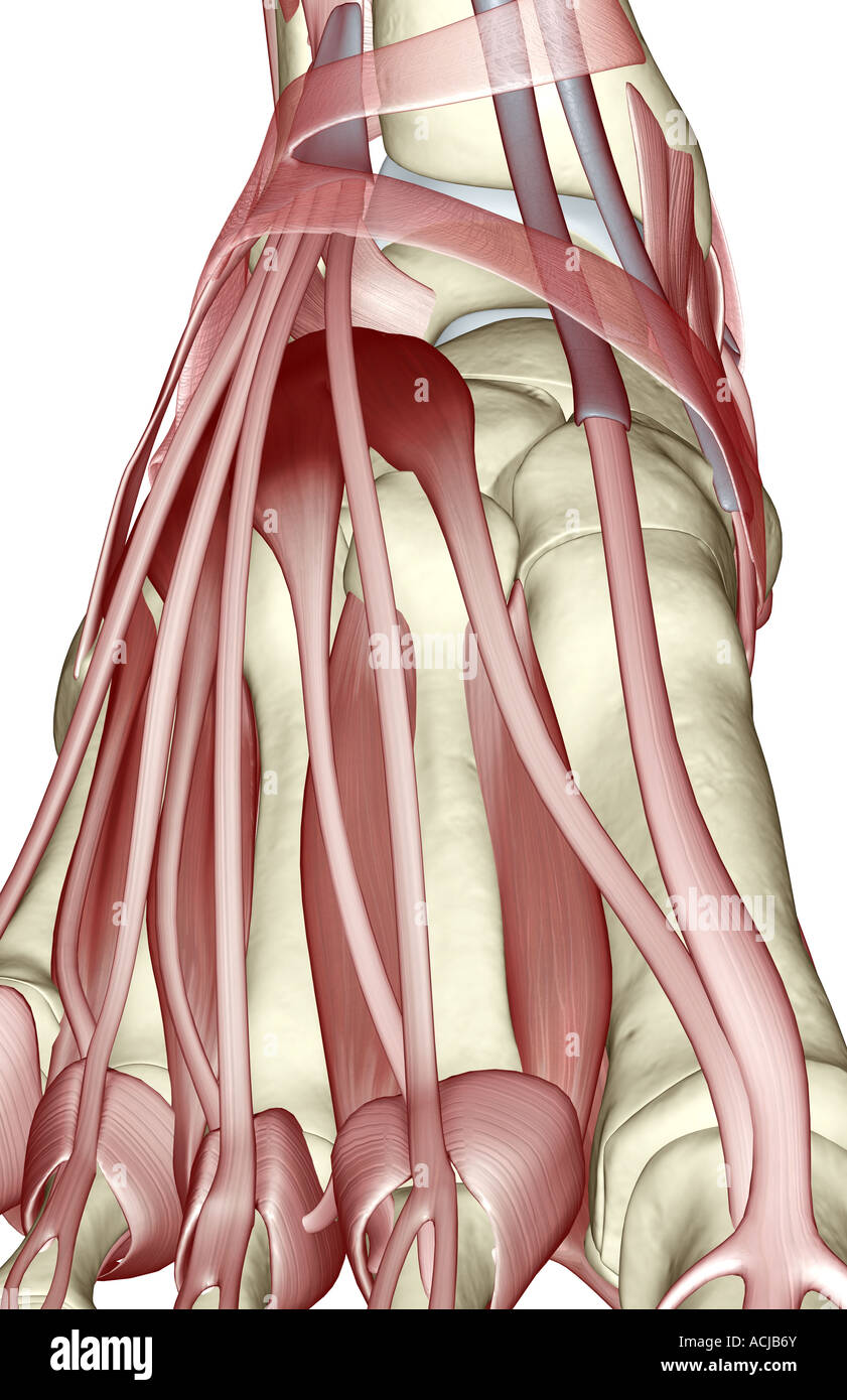 Extensor digitorum brevis hi-res stock photography and images - Alamy