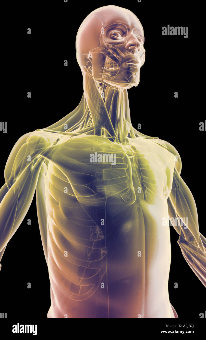 The muscles of the upper body Stock Photo - Alamy