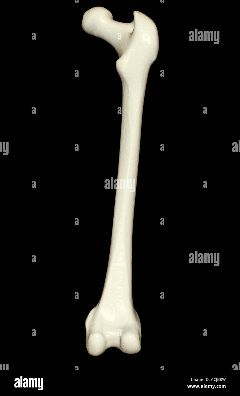 Femur bone hi-res stock photography and images - Alamy