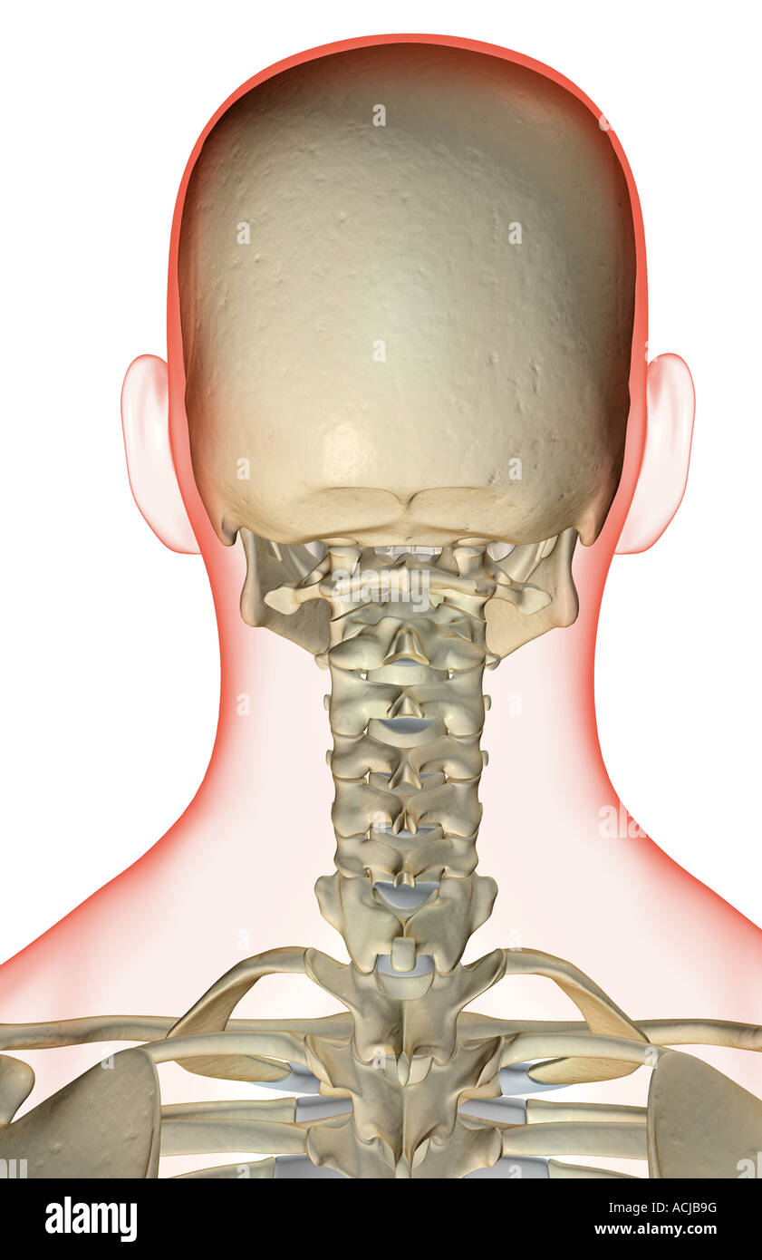 The bones of the head and neck Stock Photo - Alamy