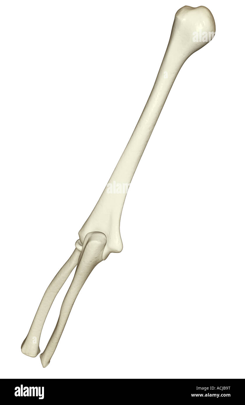 The bones of the arm Stock Photo - Alamy