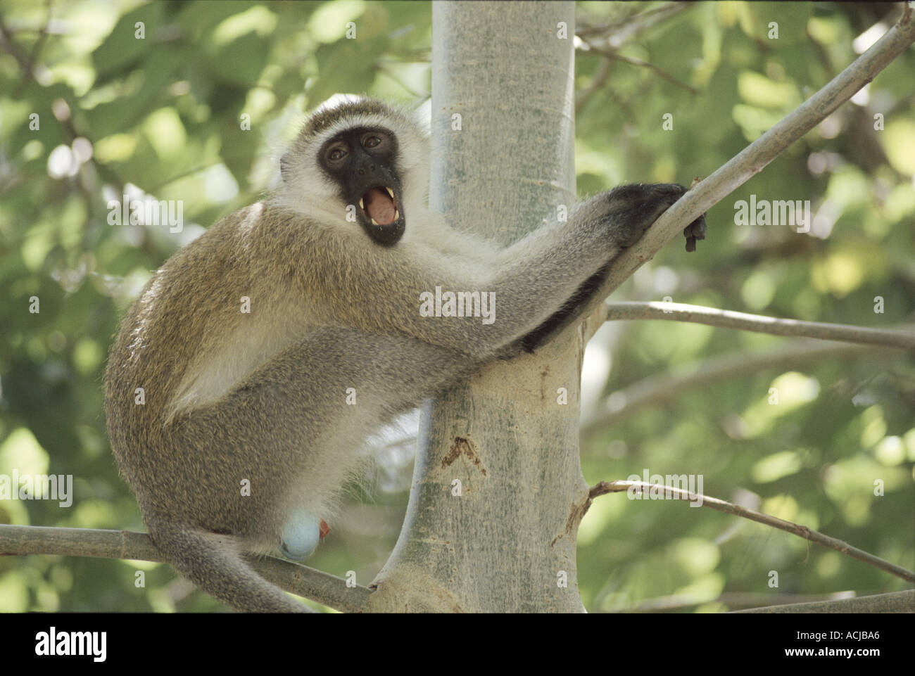 Vervet monkey male in tree Samburu Park Kenya Stock Photo - Alamy