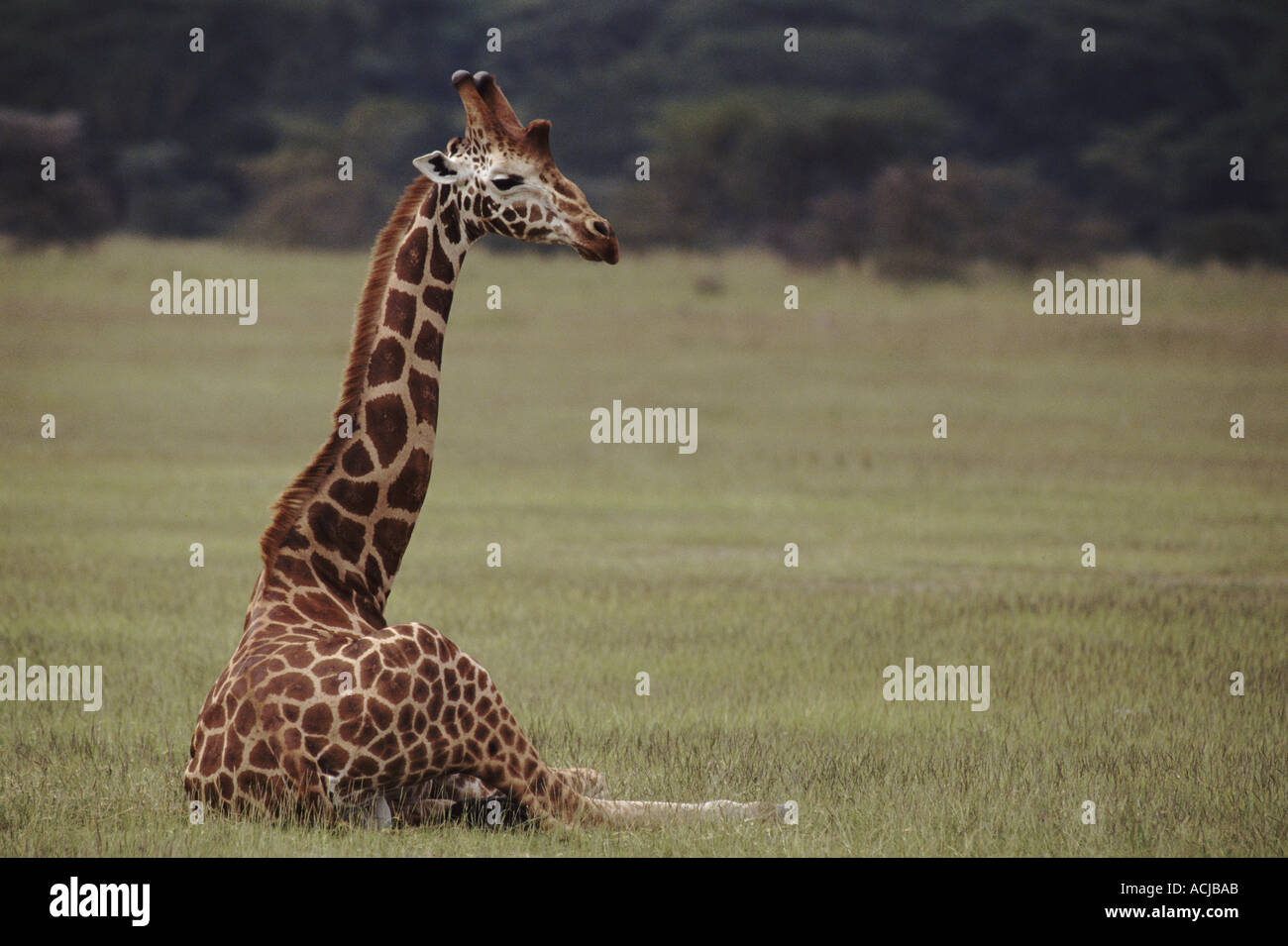 Rothschild s giraffe lying down Nakuru Kenya Stock Photo - Alamy