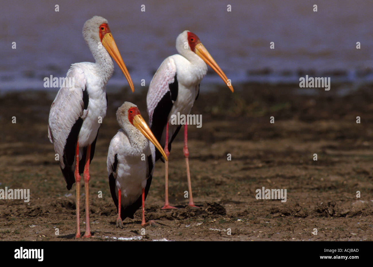 Three Yellow billed storks Lake Baringo Kenya Stock Photo - Alamy