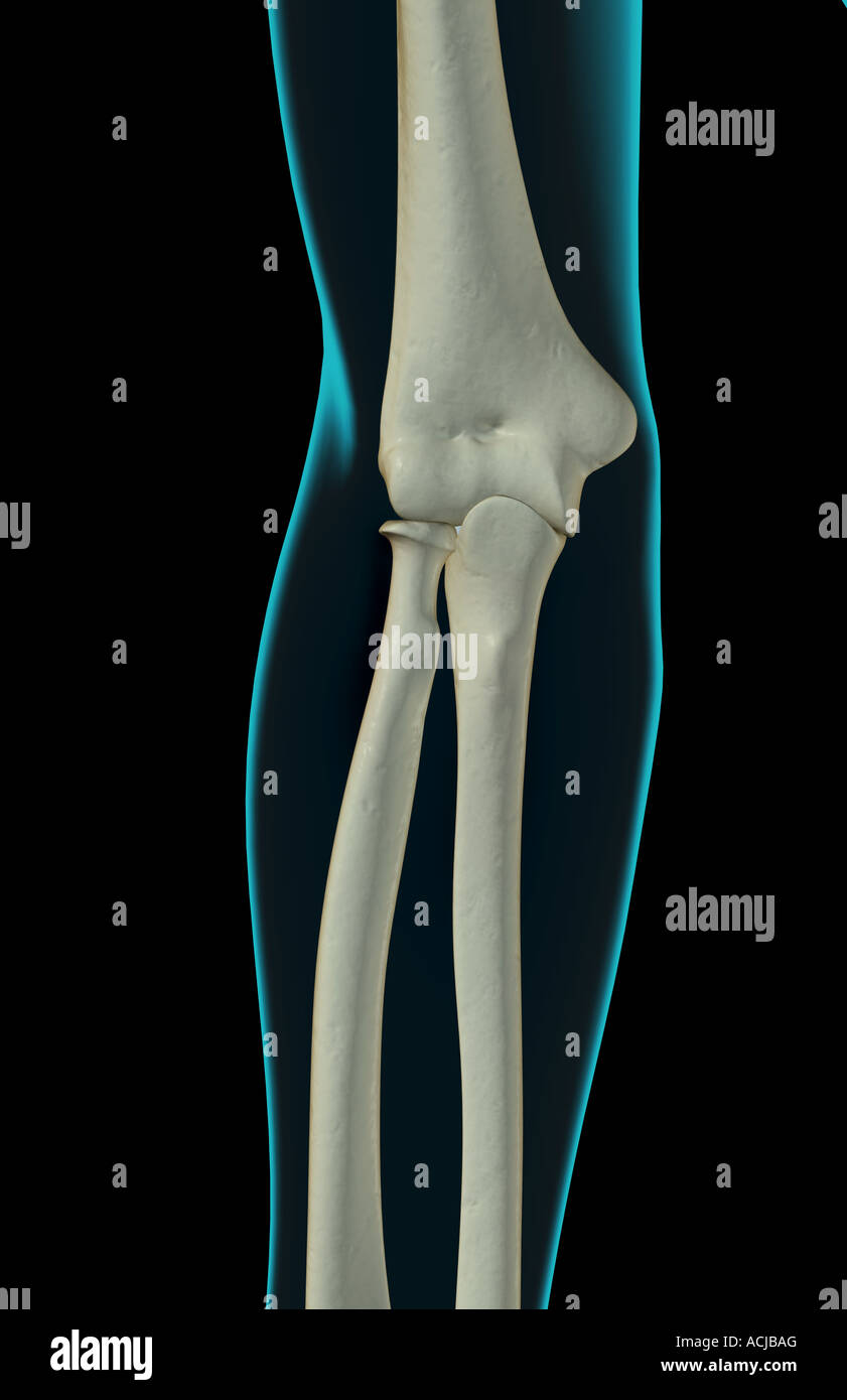 Lateral Condyle Stock Photos & Lateral Condyle Stock Images - Alamy