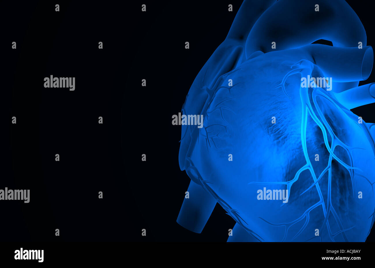 Coronary sulcus hi-res stock photography and images - Alamy