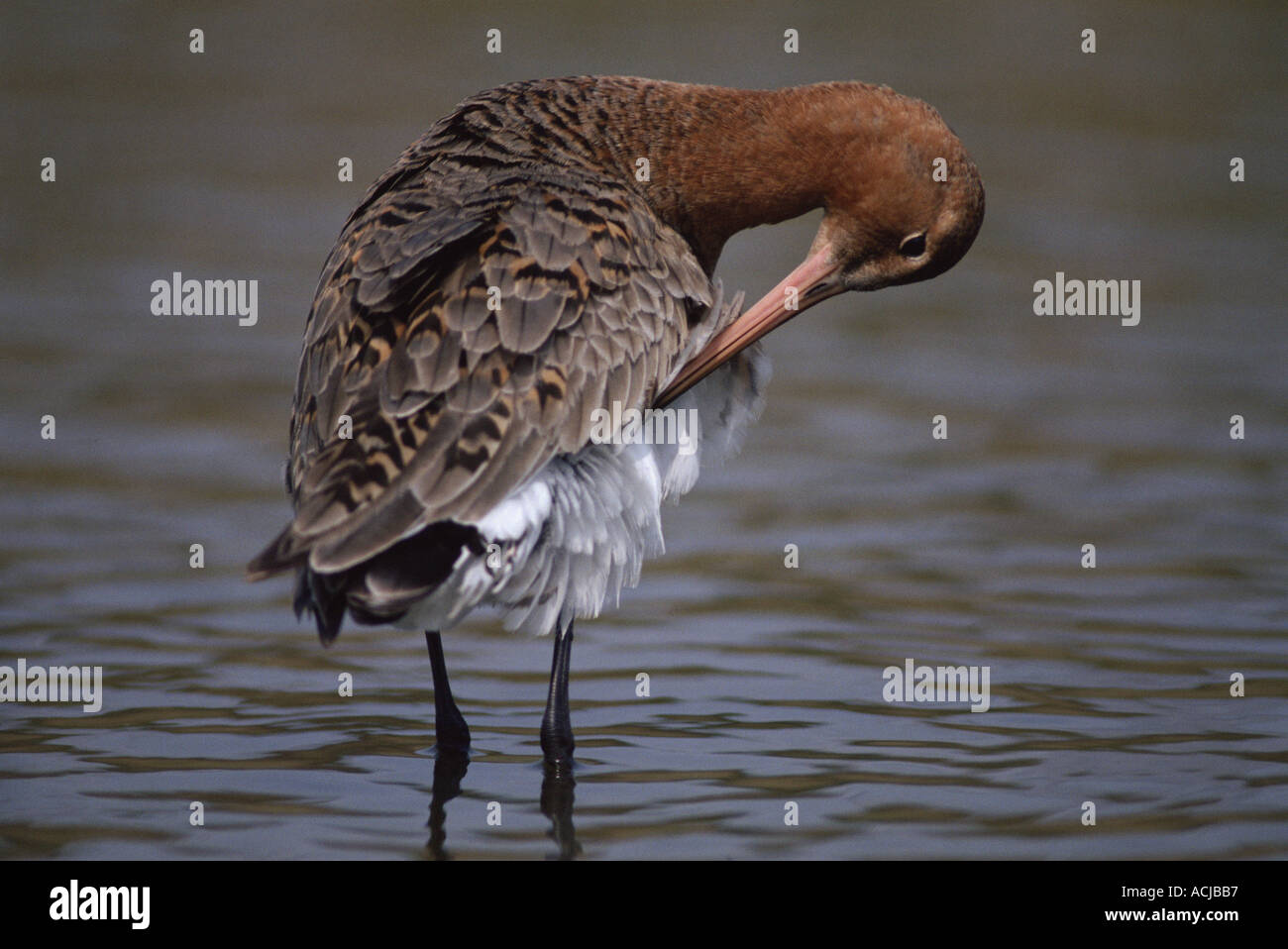Black tailed godwit Limosa limosa preening Belgium Stock Photo - Alamy