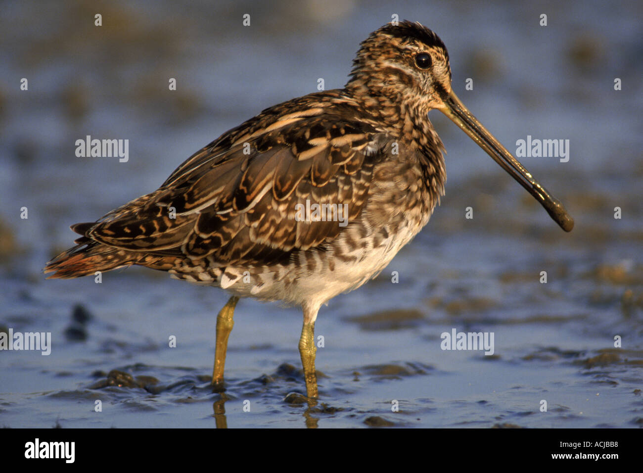 Snipe in wetland Belgium Europe Stock Photo - Alamy