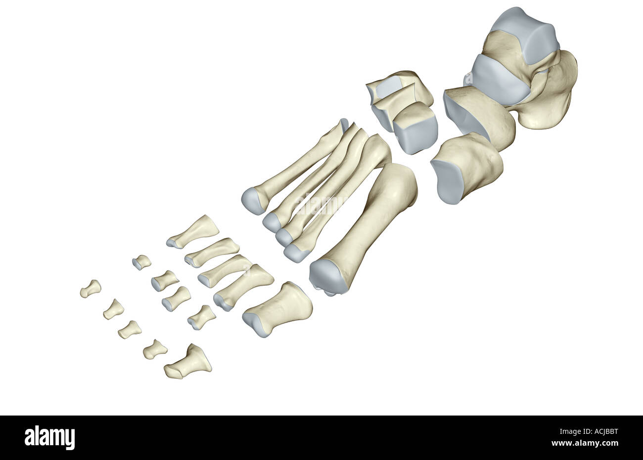 Cuneiform Bones Stock Photos & Cuneiform Bones Stock Images - Alamy