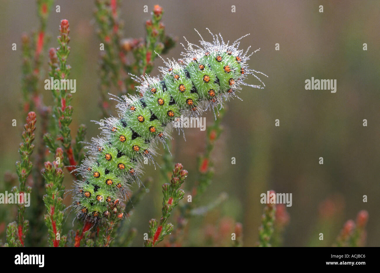 Emperor moth larvae hi-res stock photography and images - Alamy
