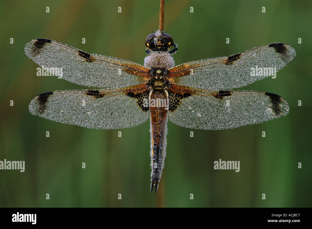 Four spotted libellula dragonfly Kalmthoutse Heide Belgium Stock Photo ...