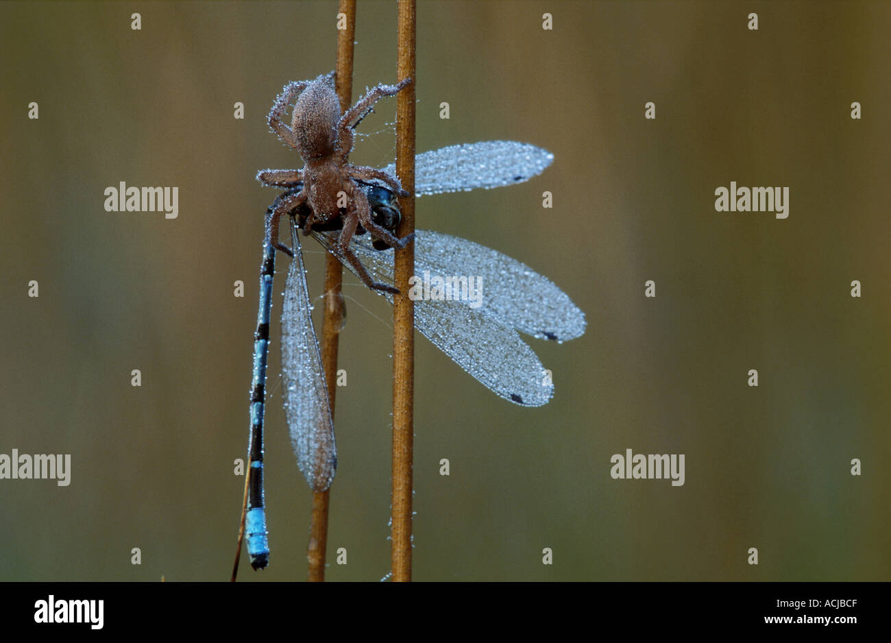 Spiders catching insects hi-res stock photography and images - Alamy