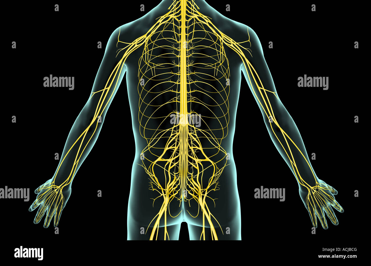 The nerves of the trunk Stock Photo - Alamy