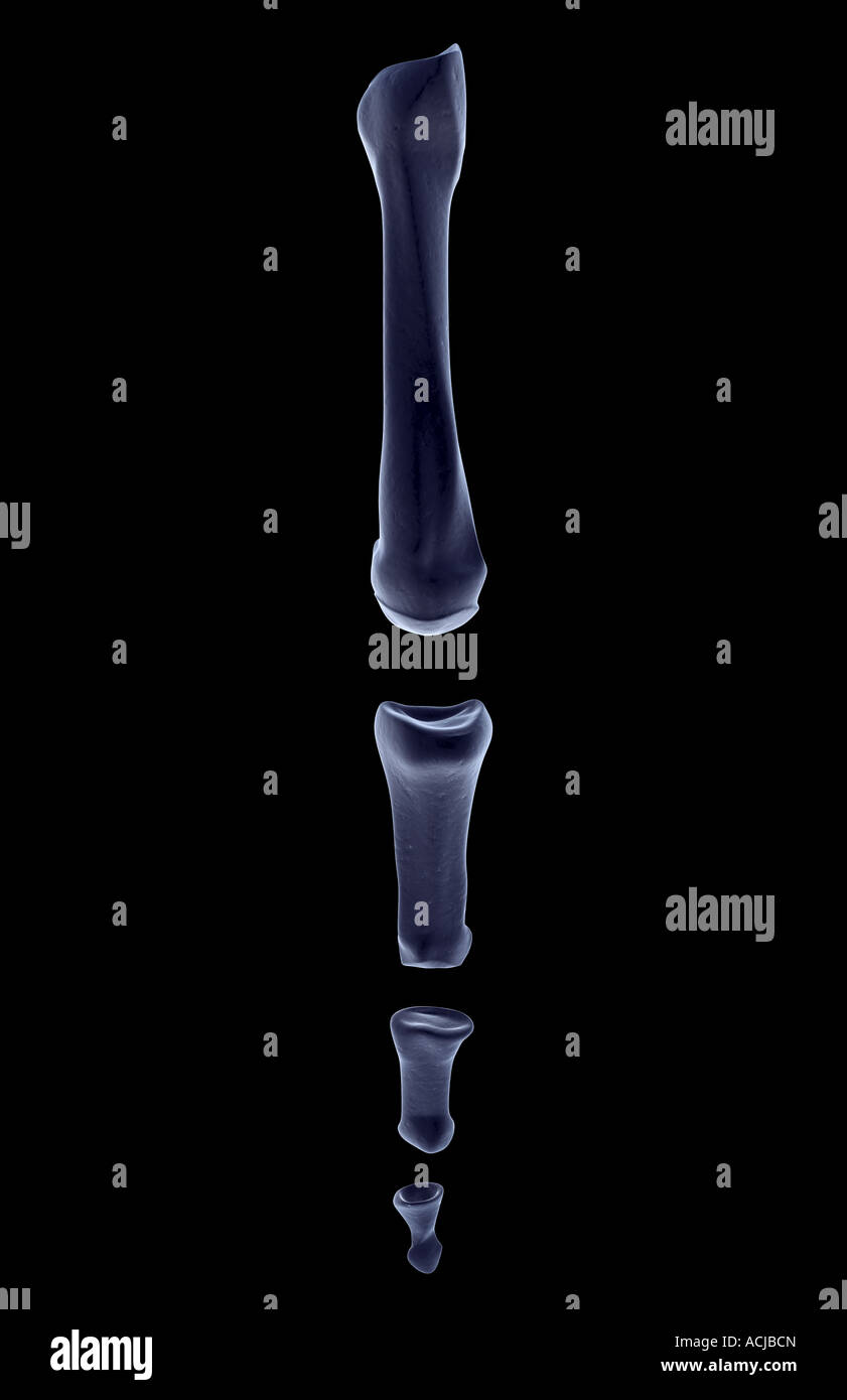 The bones of the finger Stock Photo - Alamy