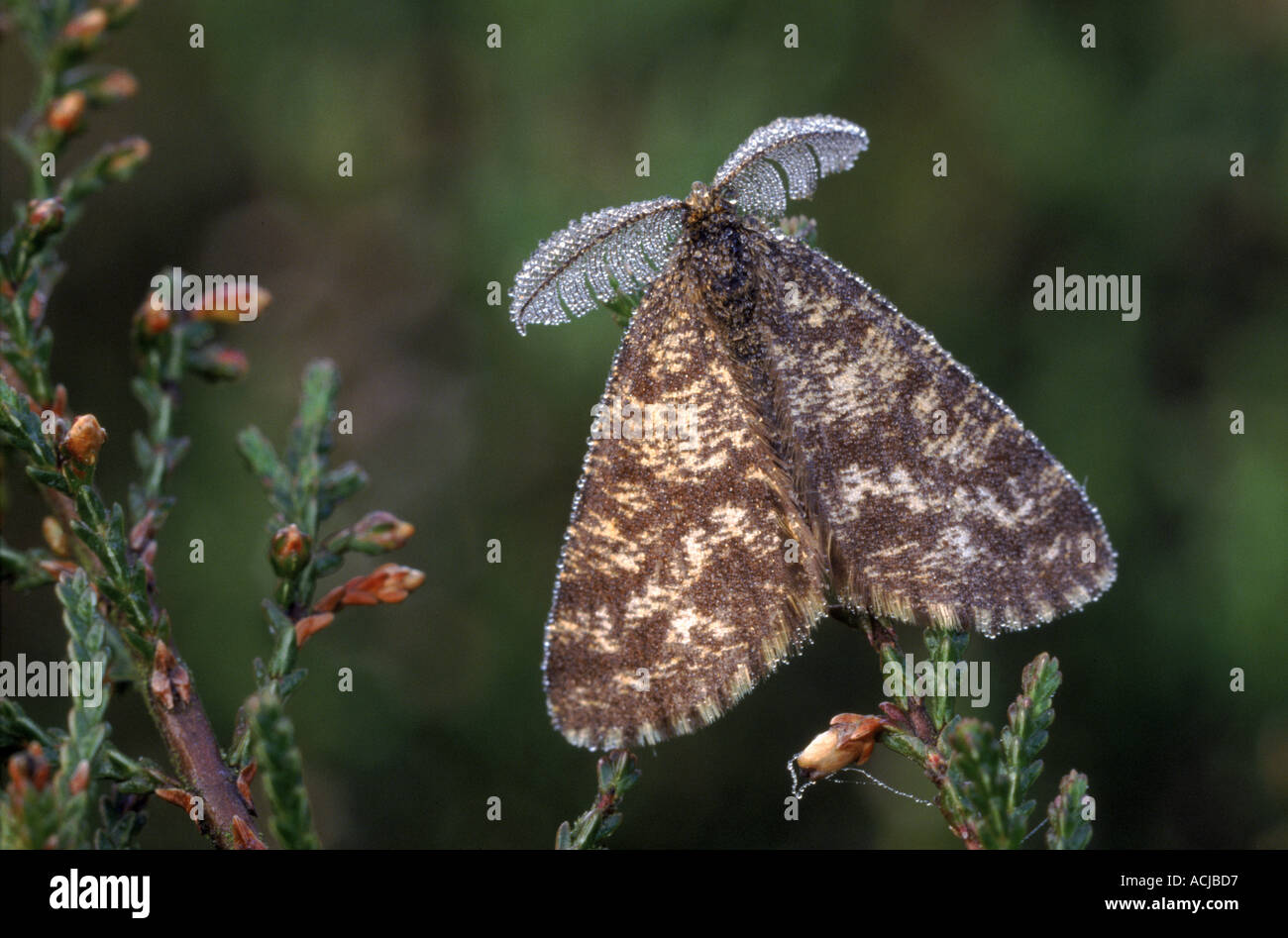 Common heath moth Belgium Stock Photo - Alamy