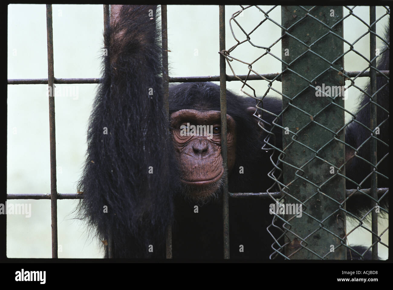 Chimpanzee in cage hi-res stock photography and images - Alamy