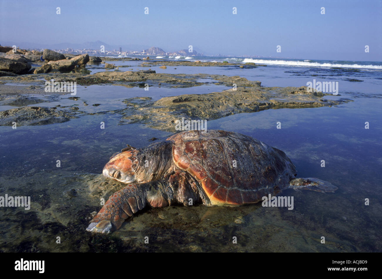 Dead loggerhead sea turtle caretta hi-res stock photography and images ...