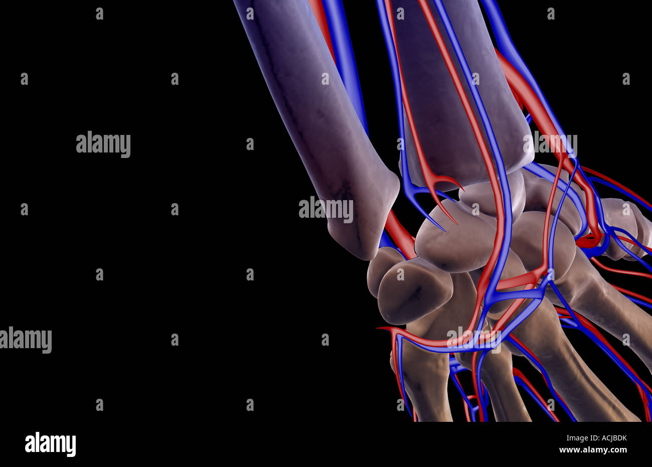 The blood supply of the wrist Stock Photo - Alamy