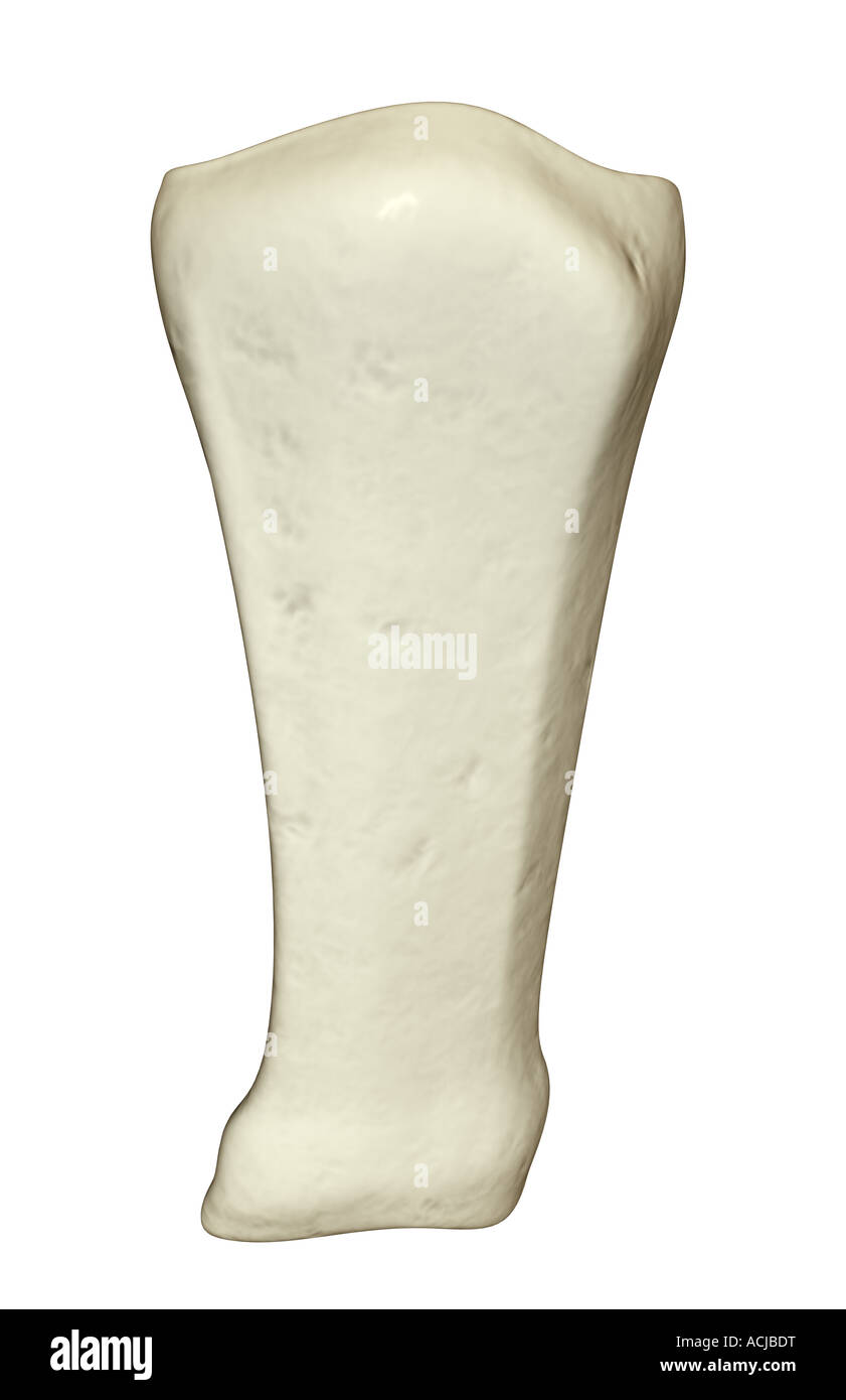 The bones of the fingers Stock Photo - Alamy