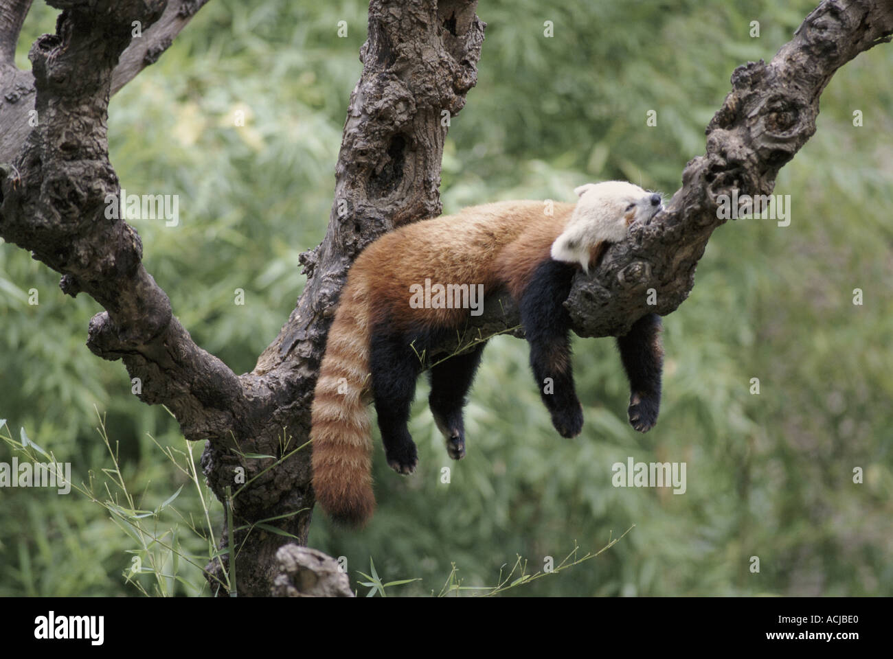 Red Panda resting in tree branch Stock Photo - Alamy