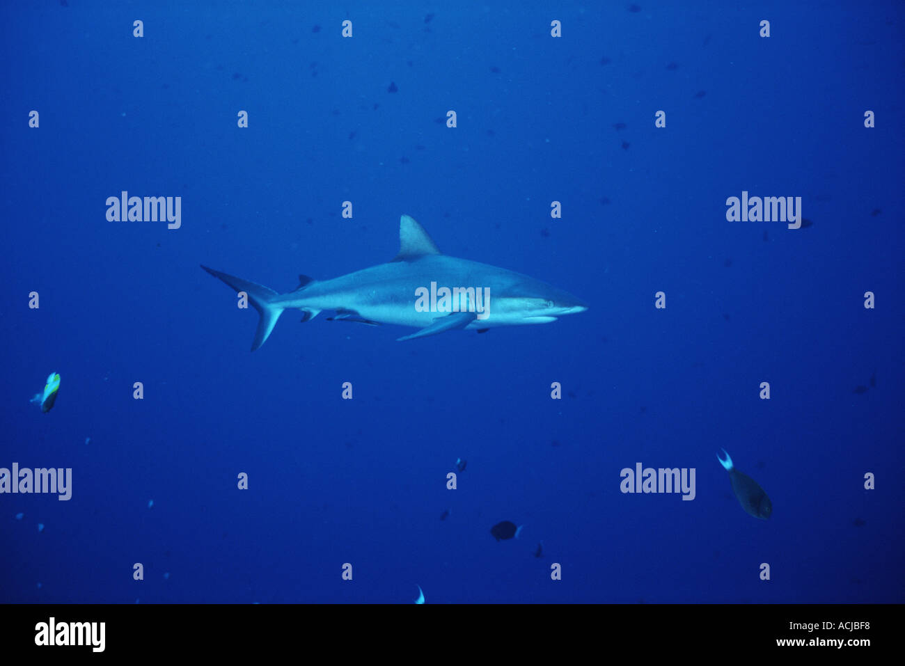 Gray reef shark blue hi-res stock photography and images - Alamy